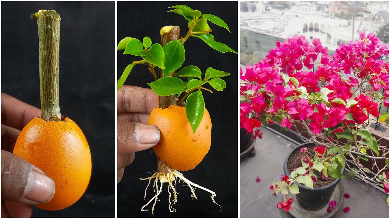 Propagation bougainvillea plant in a bougainvillea cutting with an egg ...