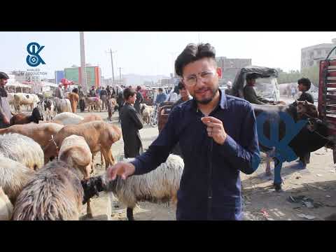 خرید گوسفند  قربانی  ؛ قسمت اول