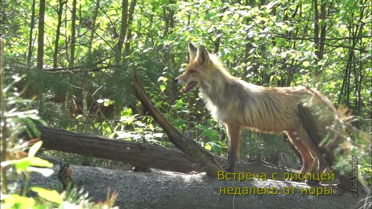 У ЛИСЬЕЙ НОРЫ часть 2 - YouTube