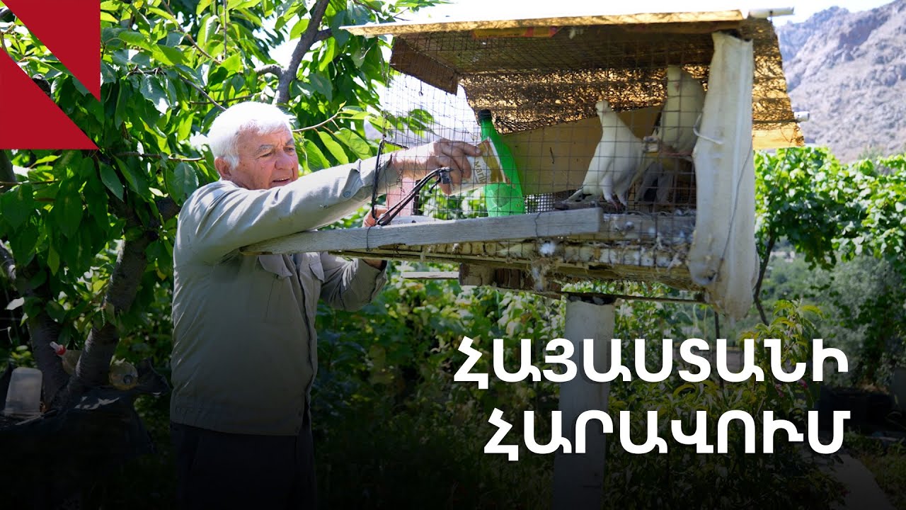 Քչով բավարարվող ու աշխատասեր մեղրեցին - YouTube