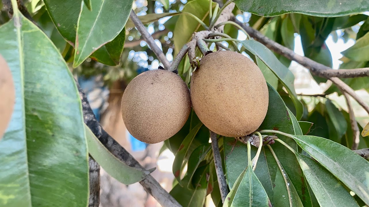 चीकू का पेड़ | chikoo tree 🌳 | organic | Farming | fruit || The Village ...