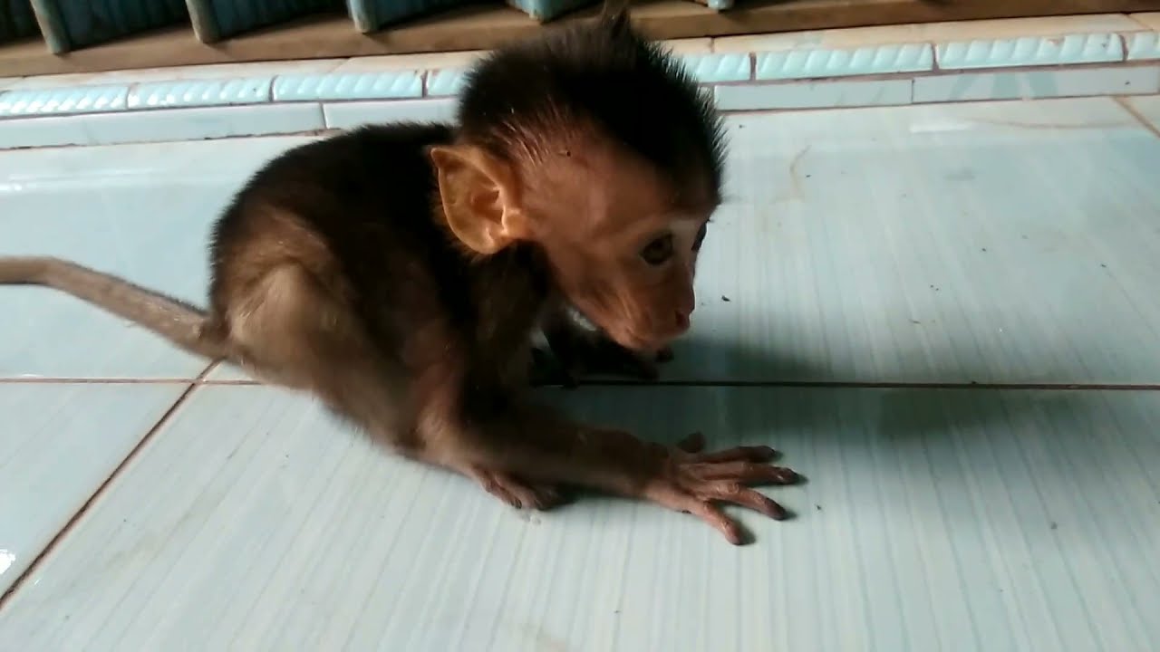 baby monkey/bayi monpai ngambek. habis mandi ga mau diajak berjemur ...