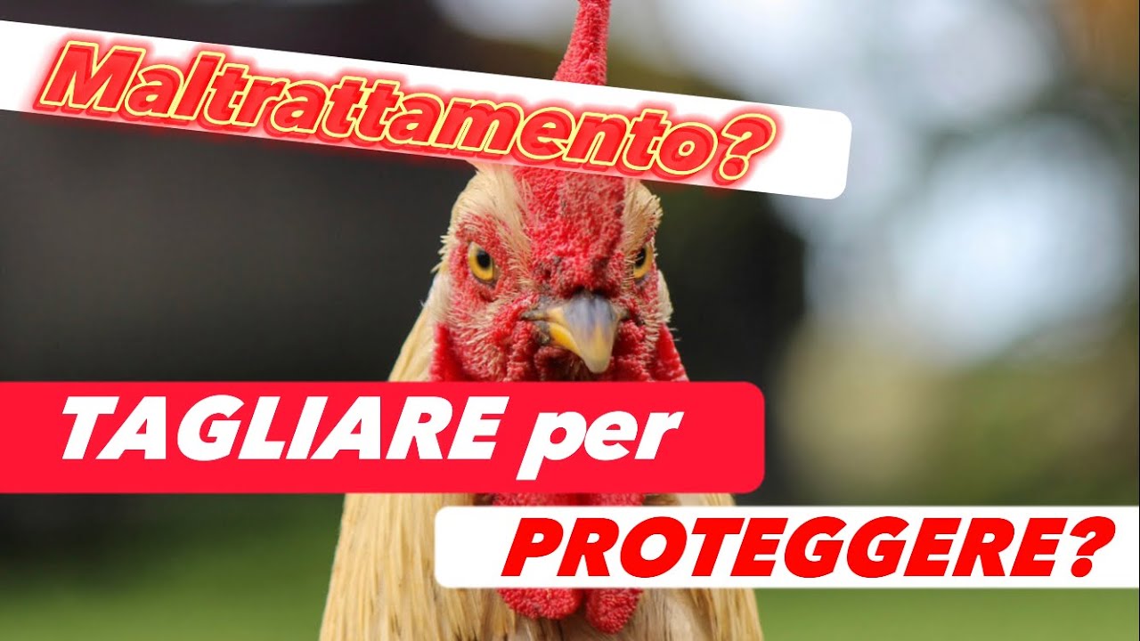 Come e Perché Tagliare le Ali alle Galline - YouTube