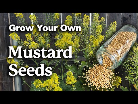 Grow Your Own Mustard Seeds! A Simple Growing Guide!