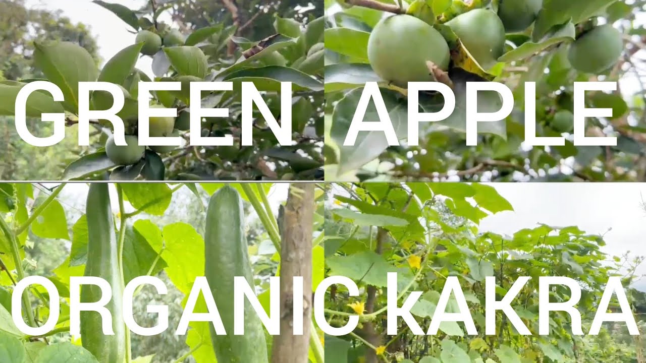Green Apple and Organic Kakra || BhimThapa Vlog... - YouTube