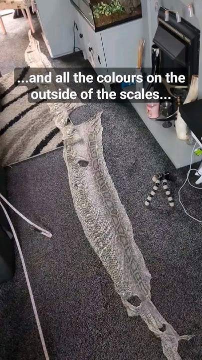 #satisfying making use of giant Burmese Python shed skin. #animals # ...