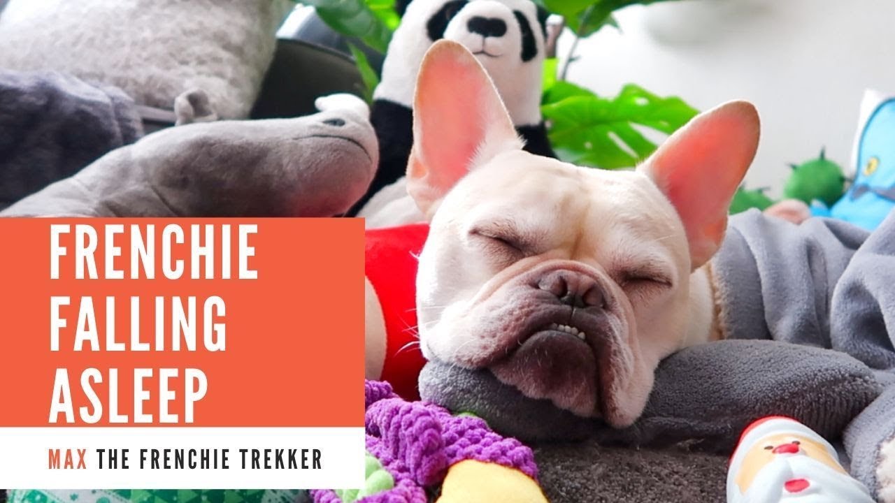 French Bulldog Falling Asleep + Lullaby | Frenchie Trekker TV - YouTube