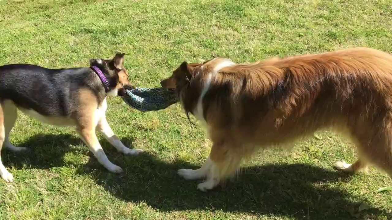 Rough collie playing tug of war with a friend - YouTube
