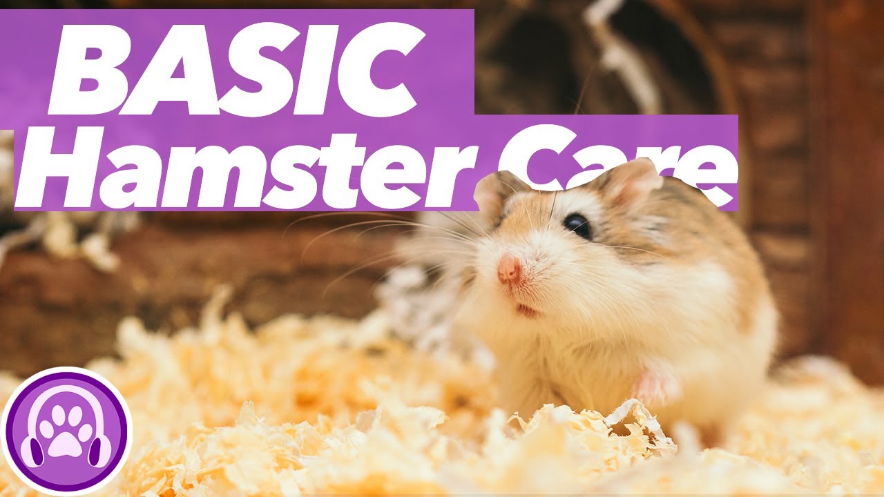How to Take Care of a Hamster! - YouTube