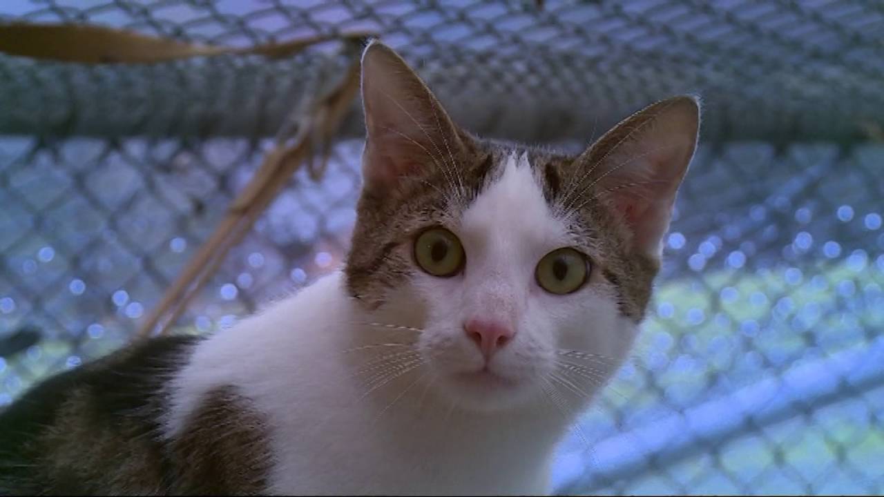 Tierisch Tele M1 vom 4.02.2016 - YouTube