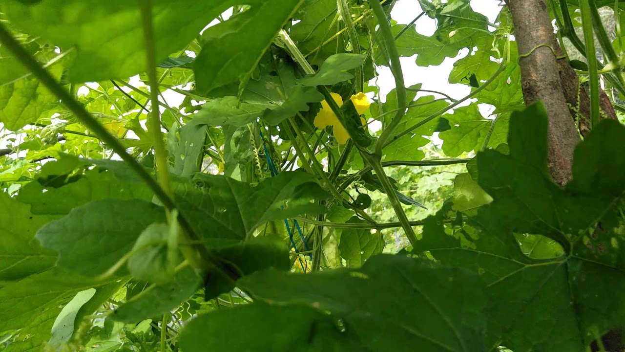 Kebun Pare lipa petikan ke 1 // part 1 thn 2020 - YouTube