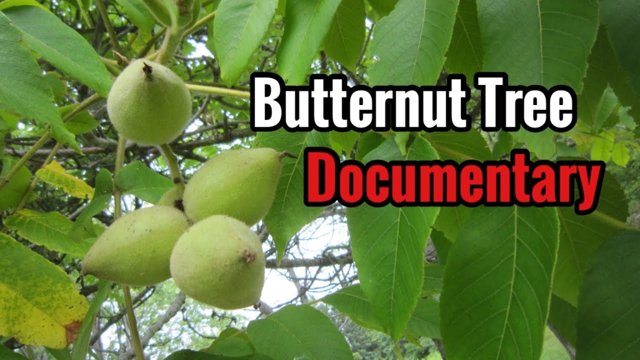 What Happened to the Butternut Tree - YouTube