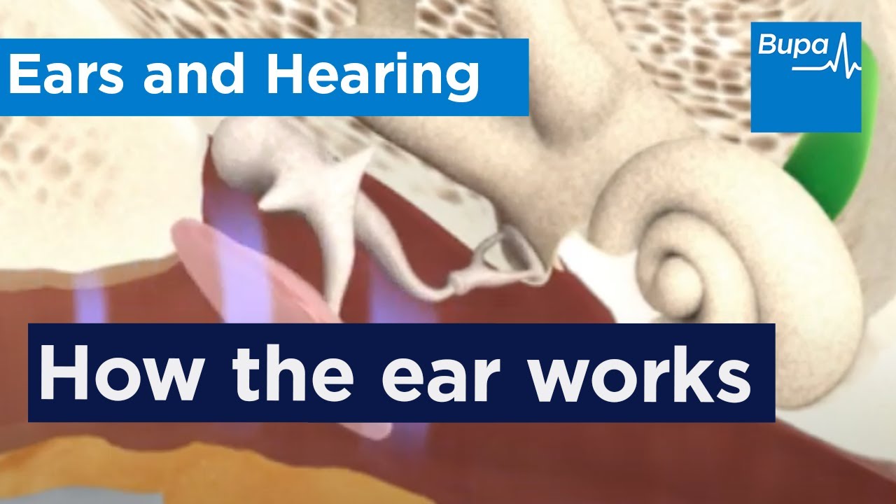 How the ear works | Bupa Health - YouTube