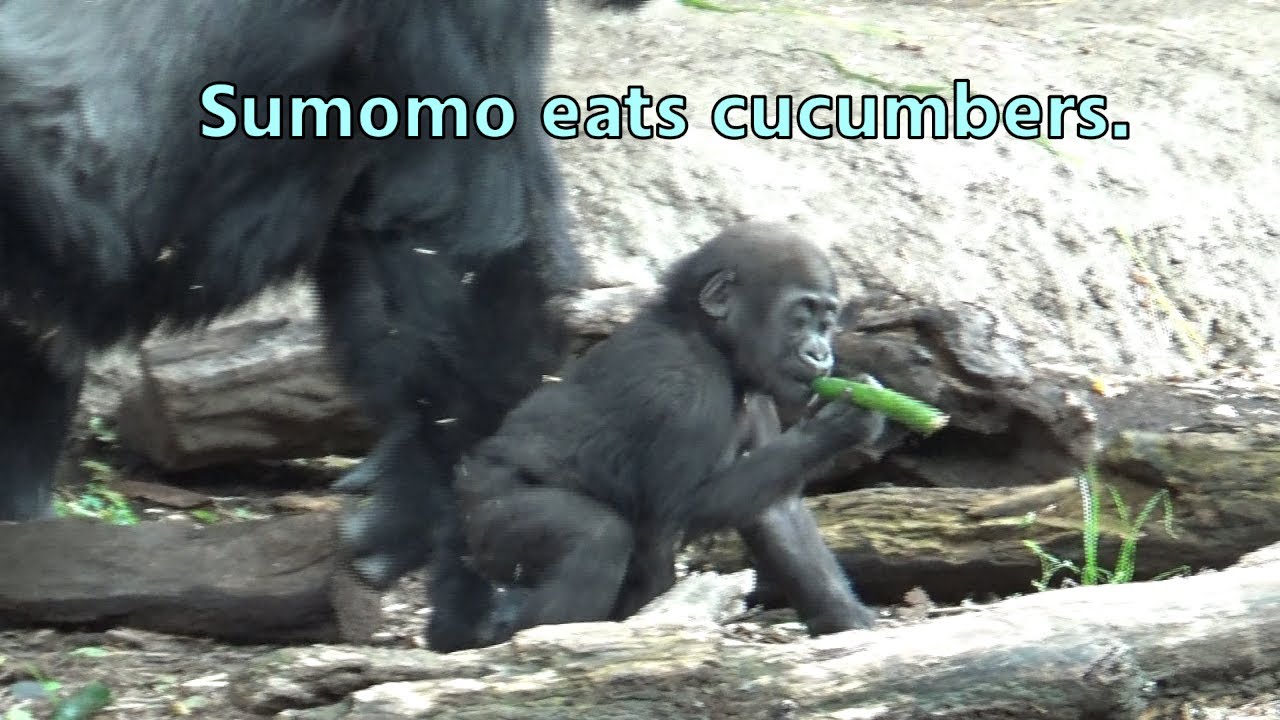 Sumomo the gorilla eats cucumbers.【Tokyo Ueno Zoo/Gorilla Fam】 - YouTube