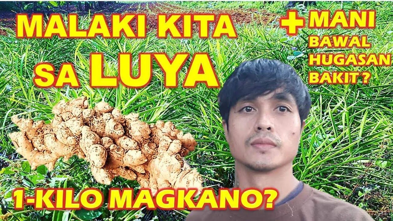 PAANO ANG PAGLILINIS SA TANIM NA LUYA AT BAKIT BAWAL HUGASAN ANG MANI ...