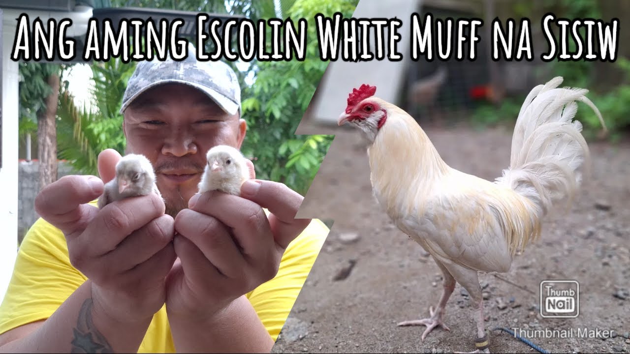 Ang aming unang Sisiw na Escolin White Muff - YouTube