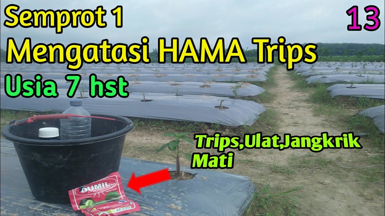 Cara Mengatasi Hama Trips Pada Tanaman Cabe Penyemprotan Pertama - YouTube