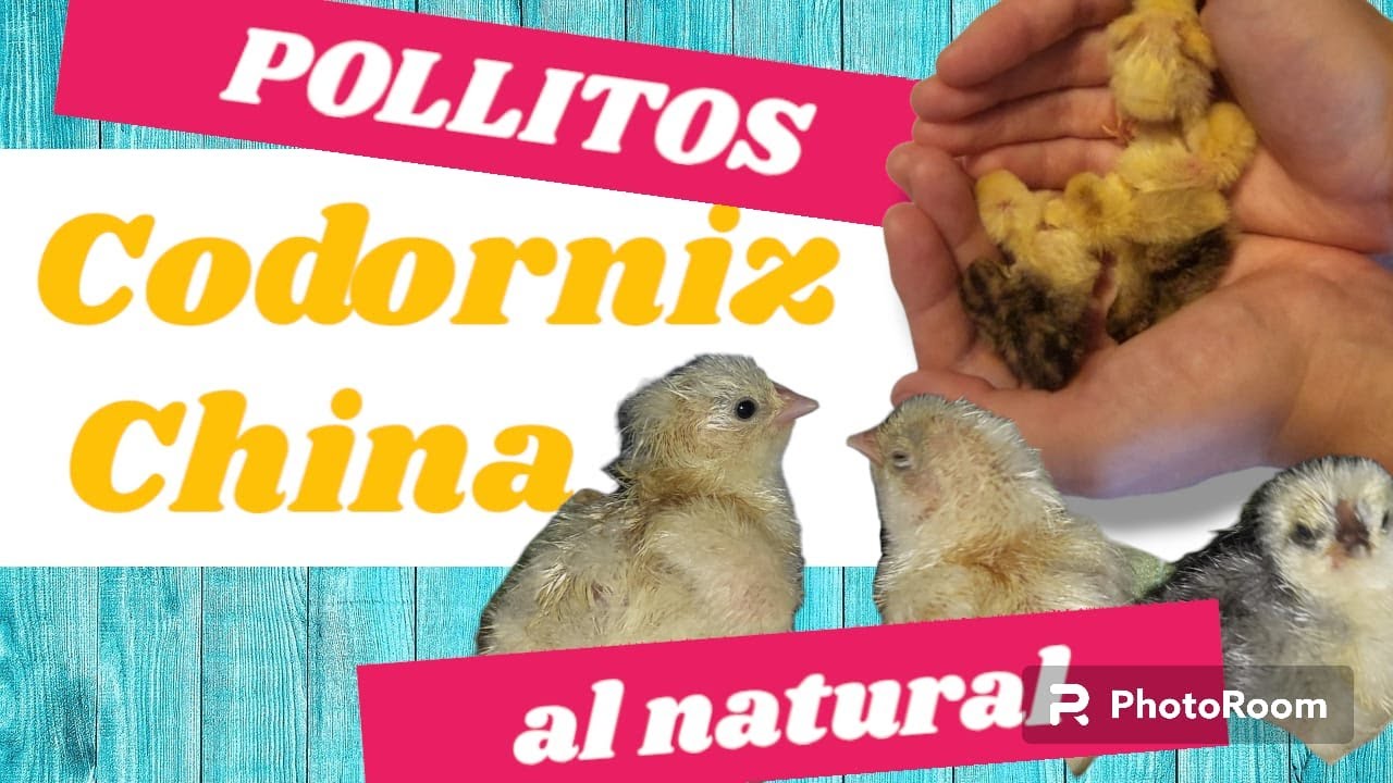 Nacimiento de pollitos de codorniz china de manera natural - YouTube