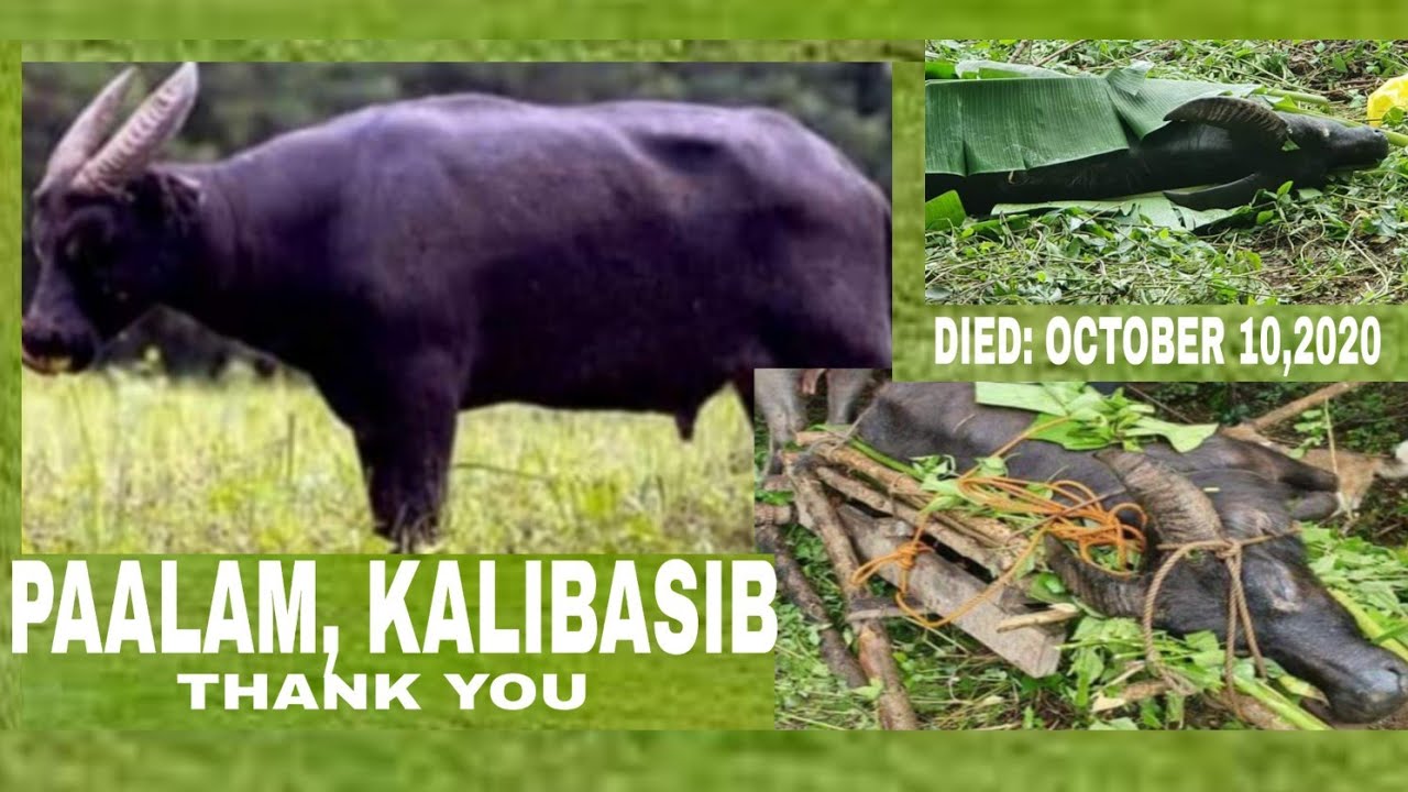 PAALAM,KALIBASIB(TAMARAW or MINDORO DWARF BUFFALO) - YouTube