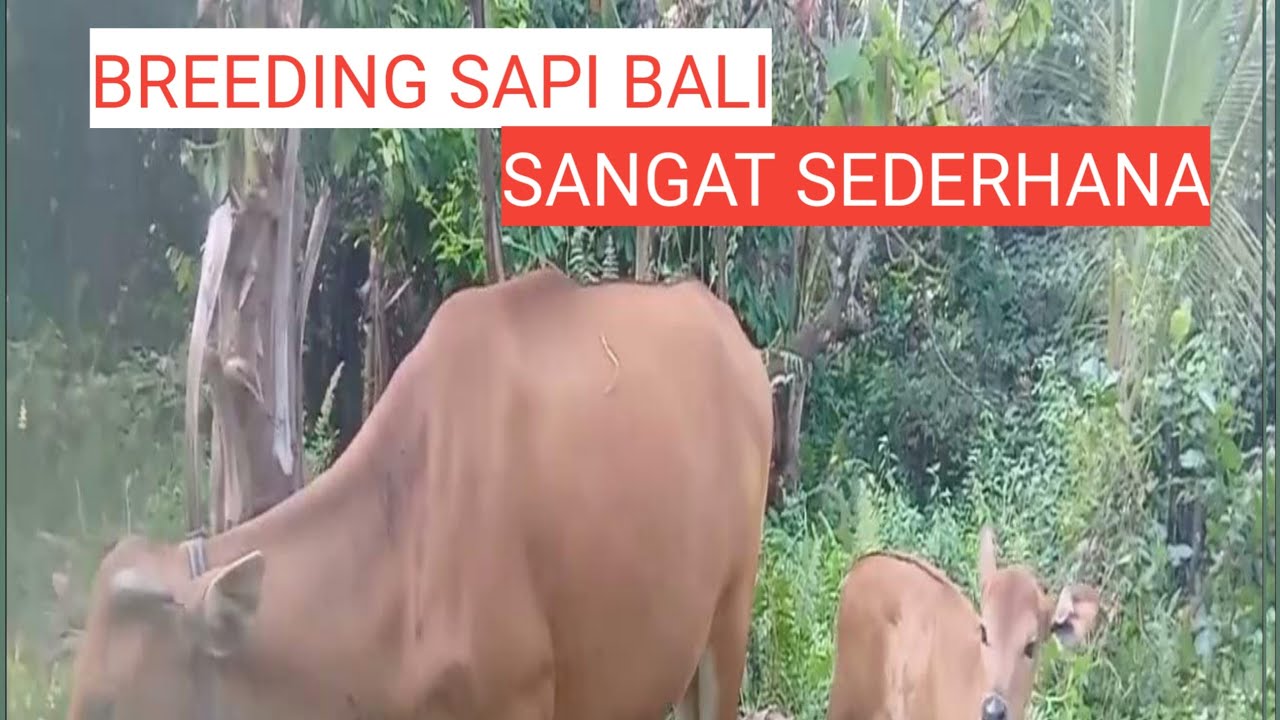 Breeding‼️ sapi bali sederhana - YouTube
