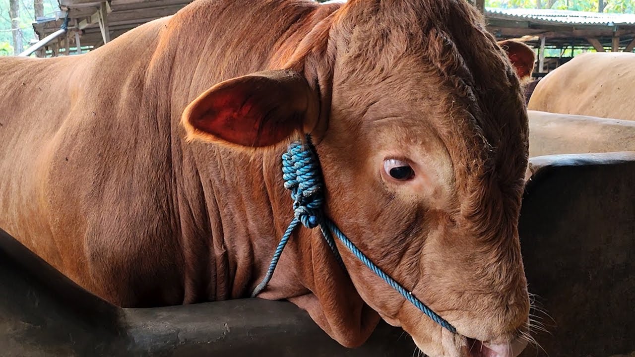 Ready 86 Sapi Jumbo 1 Ton Up, Indukan 50 Positif Bunting - YouTube