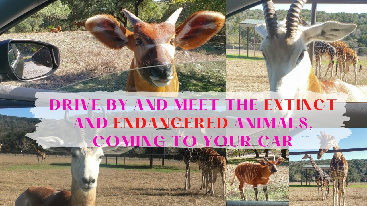 Amazing Wild Life Ranch with Spectacular Sceneries & Startling Animals ...
