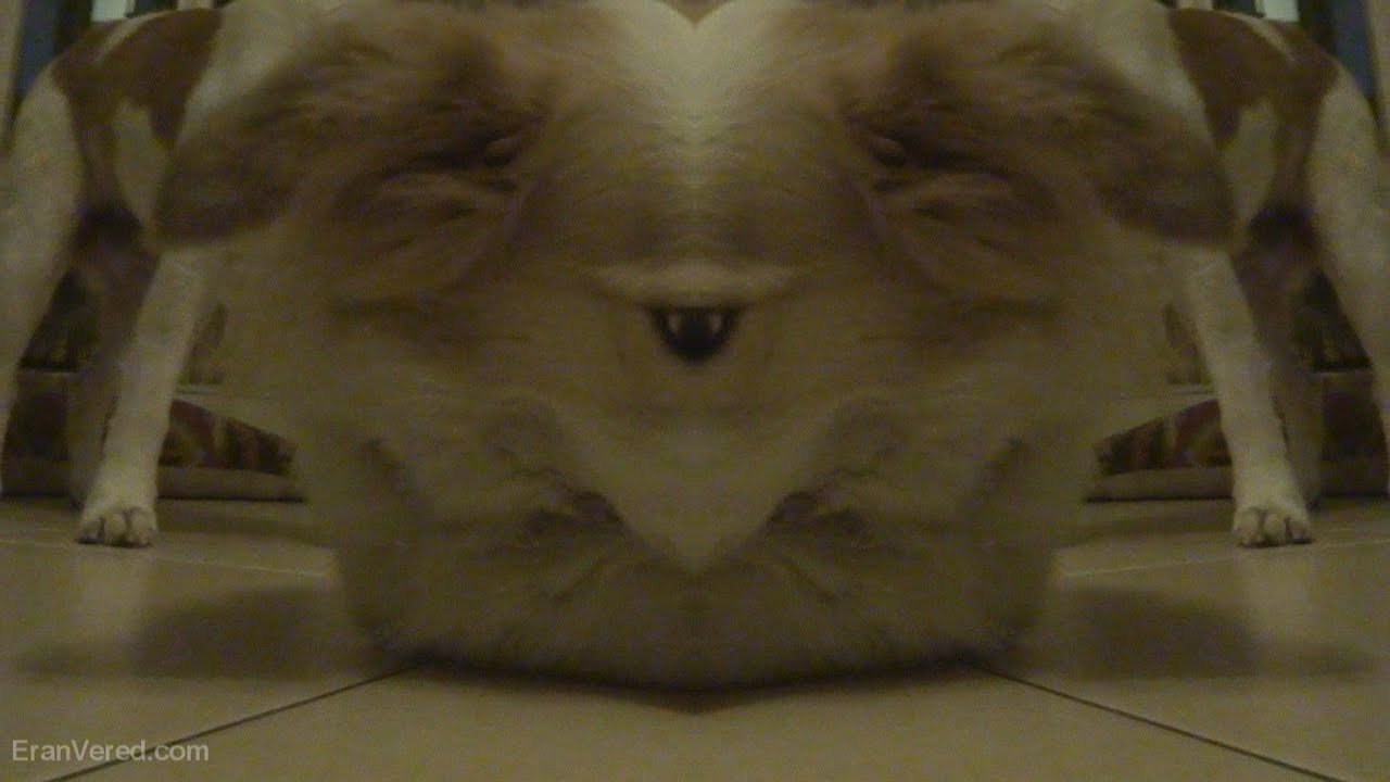 Dogs On LSD --- Psychedelic - YouTube