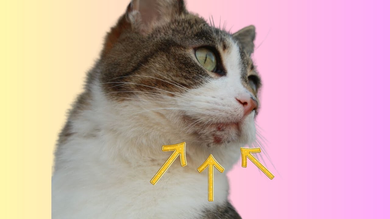 Acne Felina: Cuidados e Tratamentos para Manter Seu Gatinho Saudável ...