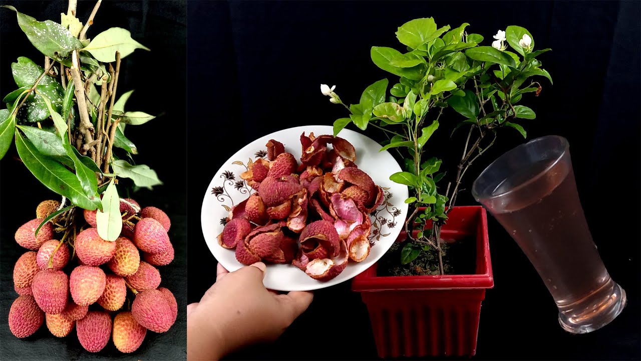 Lychee Peel fertilizer for plants |Best homemade organic fertilizer for ...