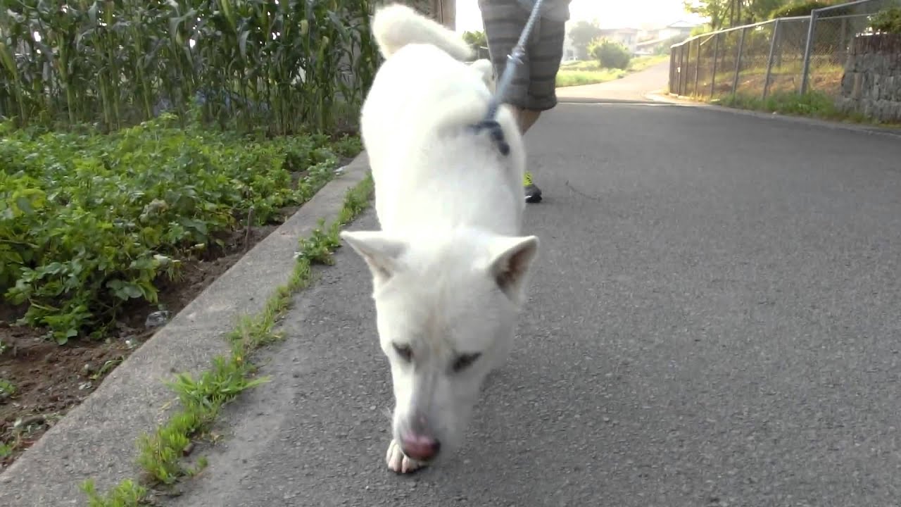 My Kishu dog "Huu" and "Hatsu" - YouTube