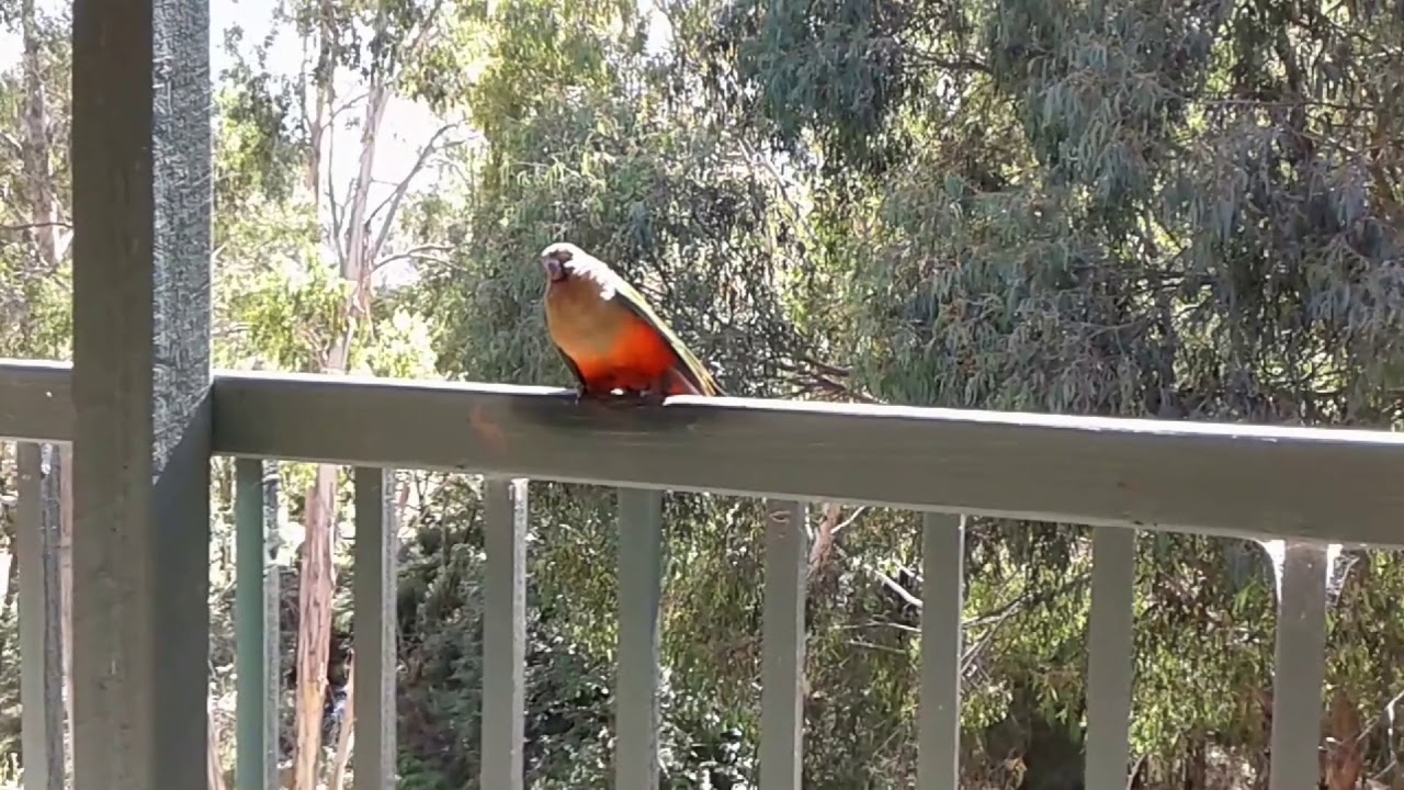 Parrot Farting - YouTube
