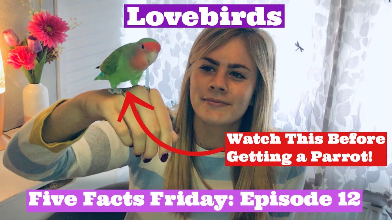 5 FACTS FRIDAY: 5 Things YOU Should Know BEFORE Getting a LOVEBIRD ...