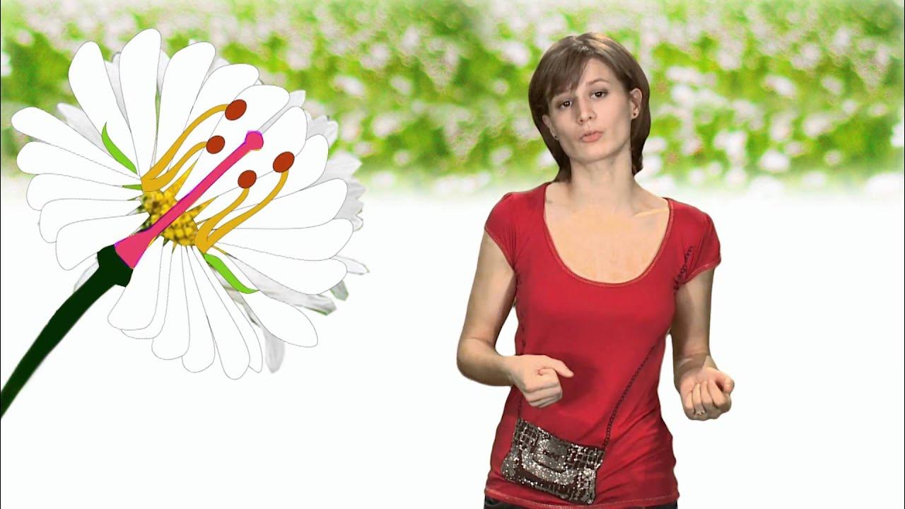 KEZAKO: Comment les abeilles fabriquent-elles du miel? - YouTube