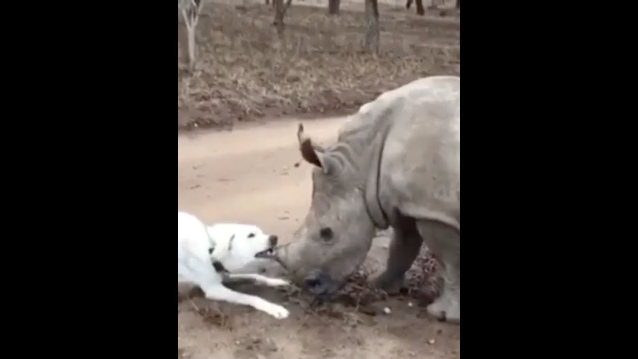 Experiment: Dog vs Rhino - YouTube