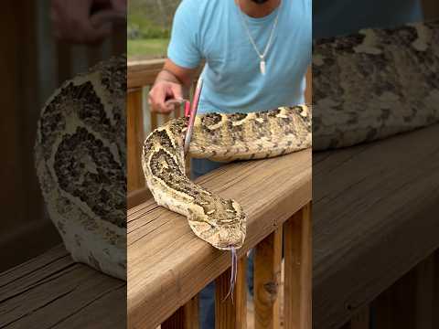 Massive Puff Adder! WOW! #snake #reptiles #animals #influencer