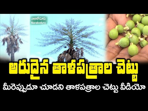 తాళపత్రాల చెట్టు ఎలా ఉంటుందో తెలుసా..| history of talaparam tree ...