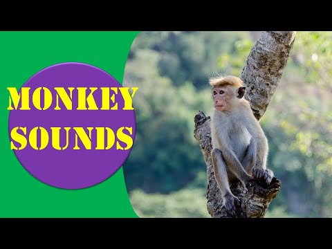 Monkey Sounds -  Beautiful Monkey Sounds || Animal Sounds.