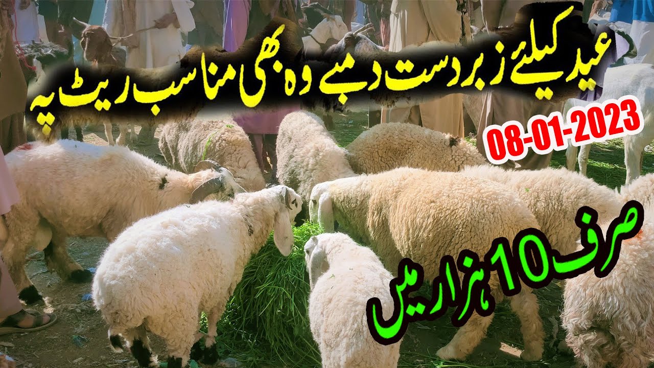 sheep mandi in pakistan 2023| sasty dumby mandi | murgha mandii | BY ...