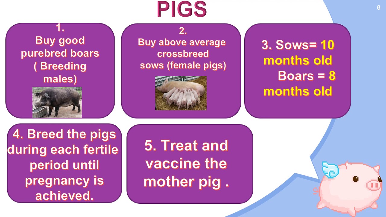 PROPER BREEDING ANG SANITATION PRACTICES IN ANIMAL RAISING - HELE 4 ...