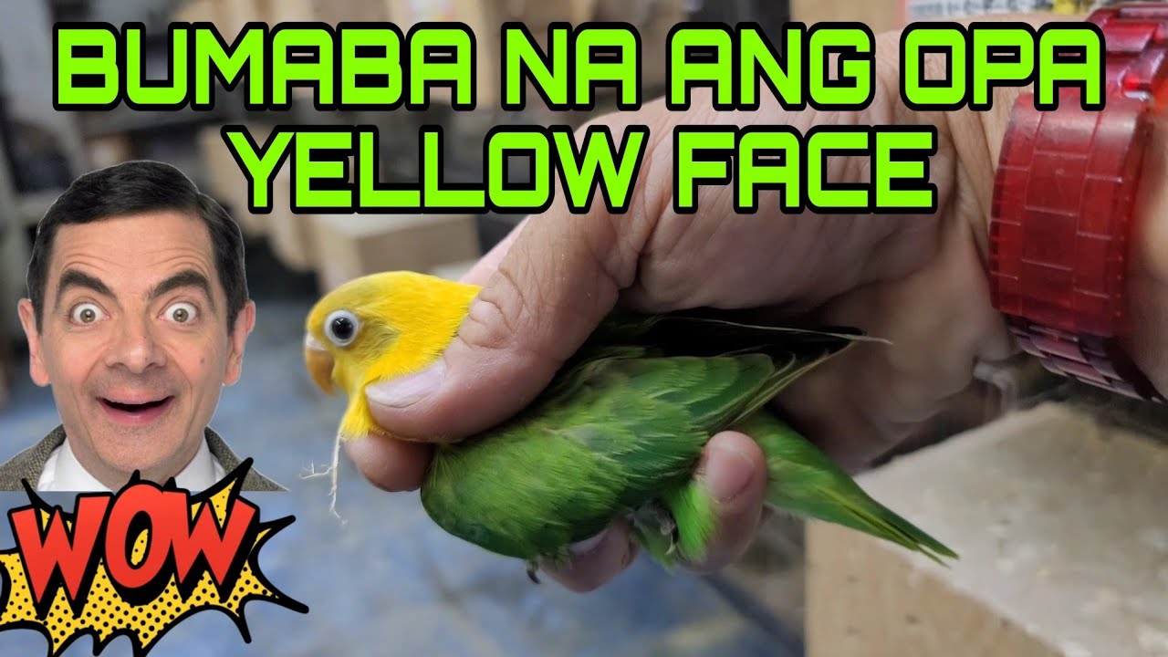 BUMABA NA ANG OPA YELLOW FACE NATIN #benchsison #longhairtv - YouTube