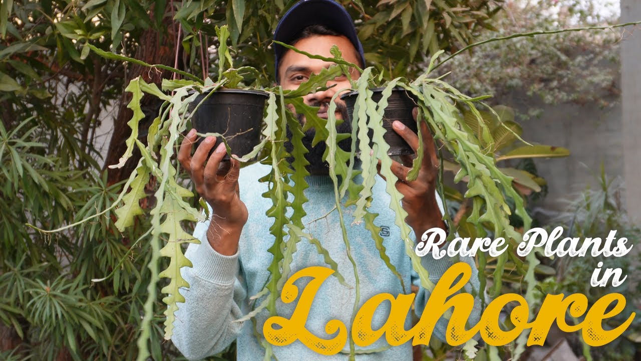 Rare Plants in Lahore | Plant Shopping in Lahore - YouTube