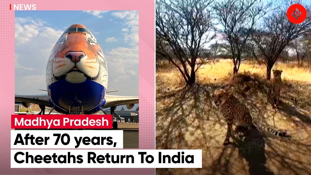 PM Narendra Modi to launch cheetah reintroduction project on Sept 17 at ...