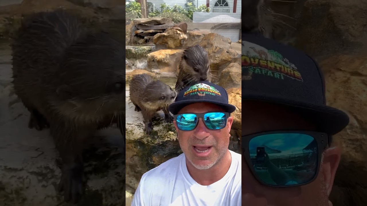 Meet Our AMAZING Animals SAFARI Tours $25 Book Now https://book ...