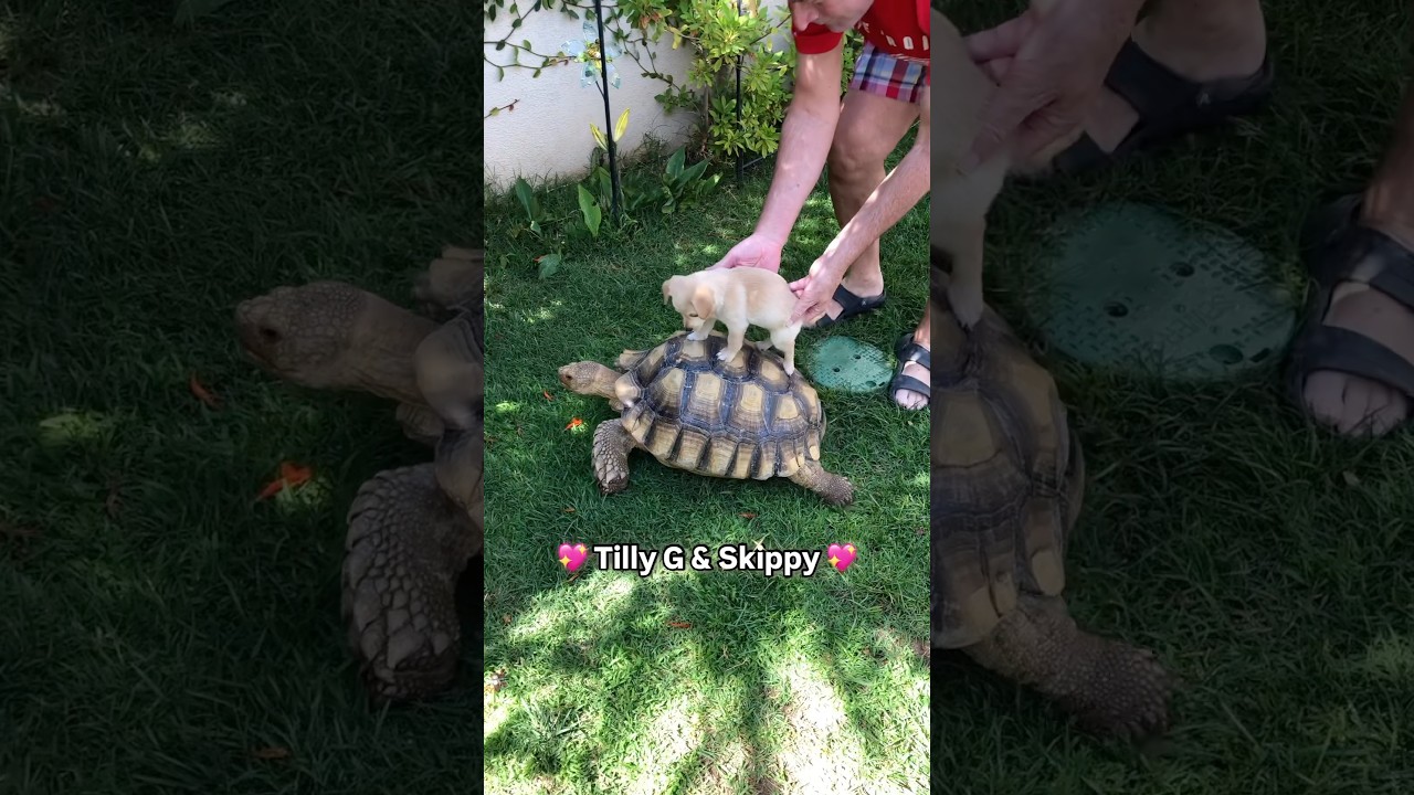 Tilly G & Skippy are meant to be 💖 - YouTube