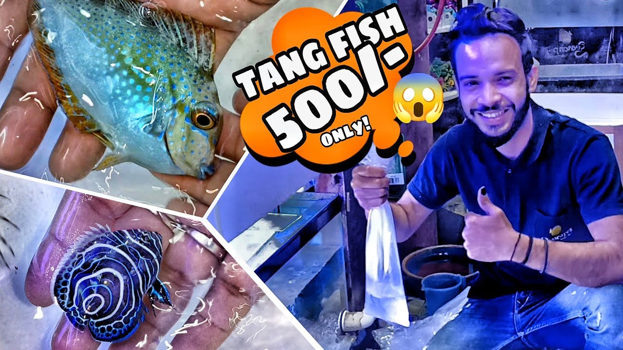 Marine fish in just 500/-rs....Only at SEASCAPES! - YouTube