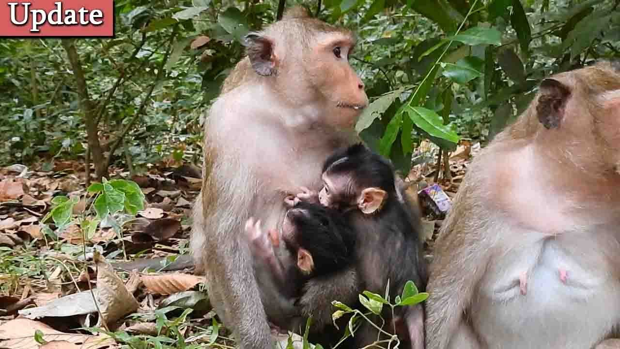 Be careful baby! Lovely baby monkey Nanako fast run to hug Spring by no ...