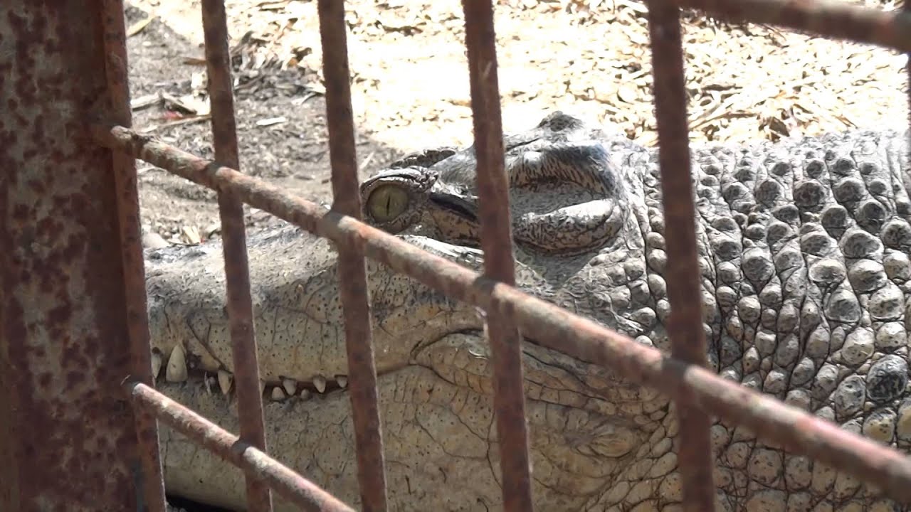 Meet Bobby The 5m Crocodile @ Melaleuca Crocodile Farm Mareeba - YouTube