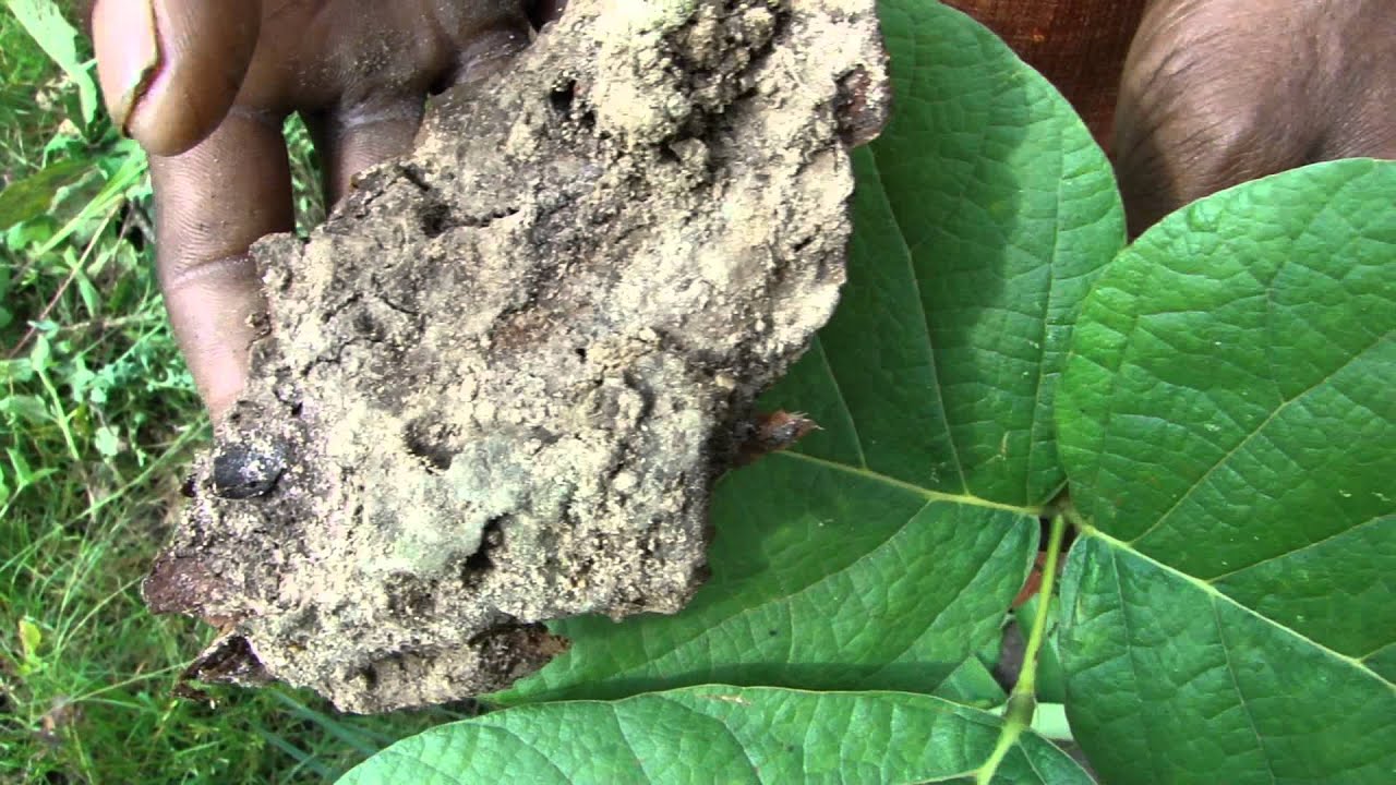 Tertiary Ingredients of Cassia montana Formulations: Pankaj Oudhia's ...
