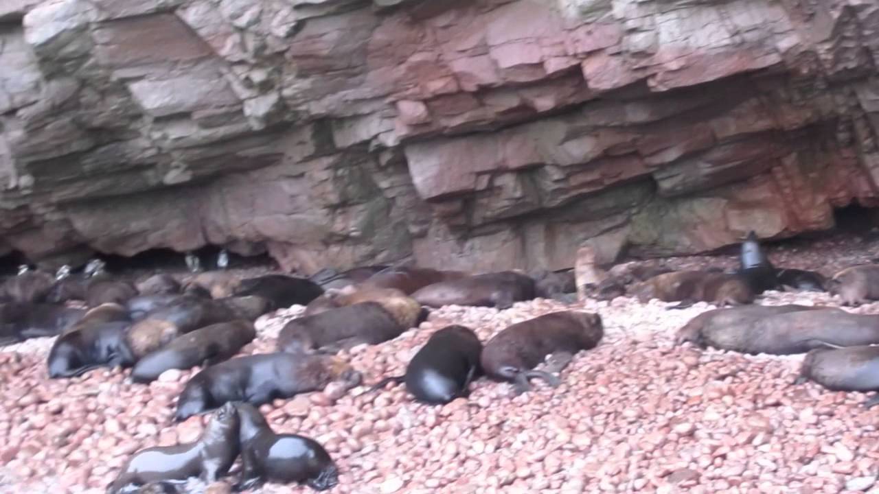 Lobos marinos - Islas Ballestas (Paracas, Perú) - YouTube