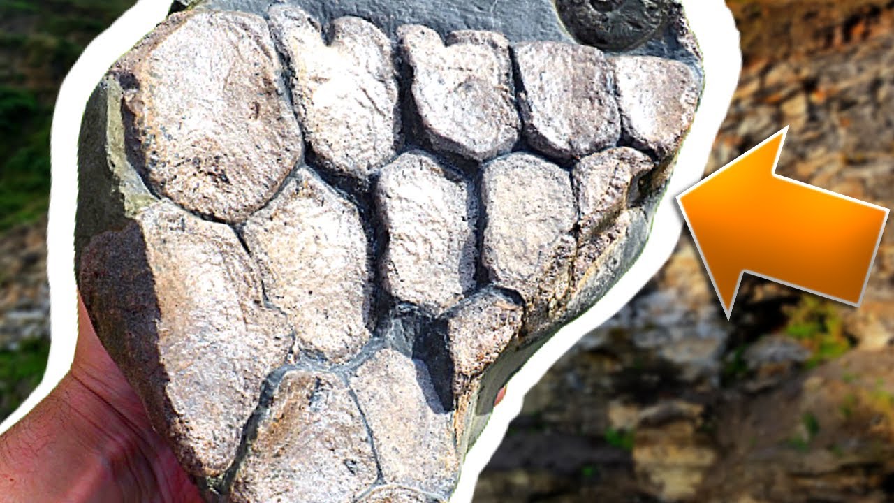 GIANT Sea Monster Fossil Flipper Bones FOUND - YouTube